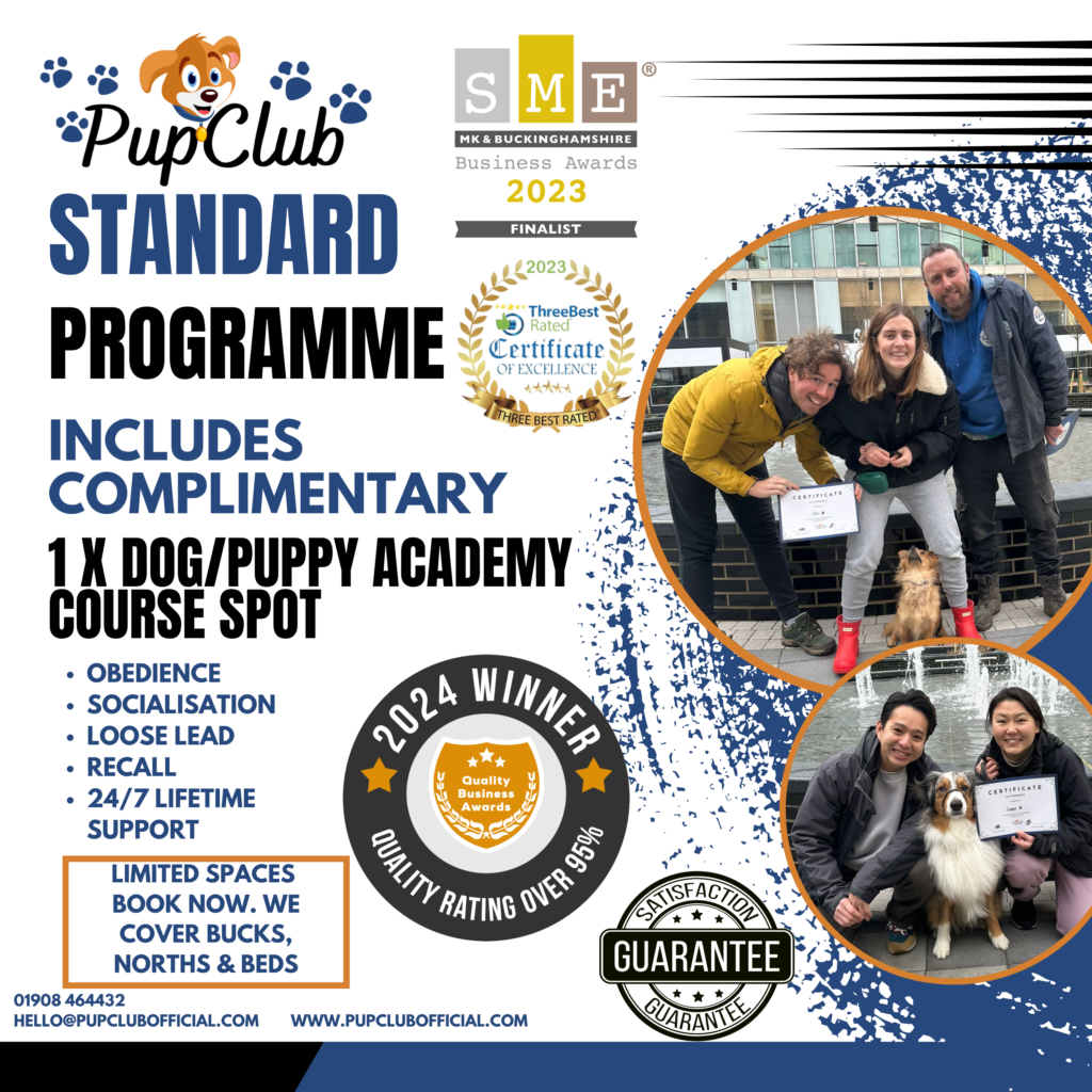 1-to-1 Private Training Programme With a Behaviourist in Training | Pup ...