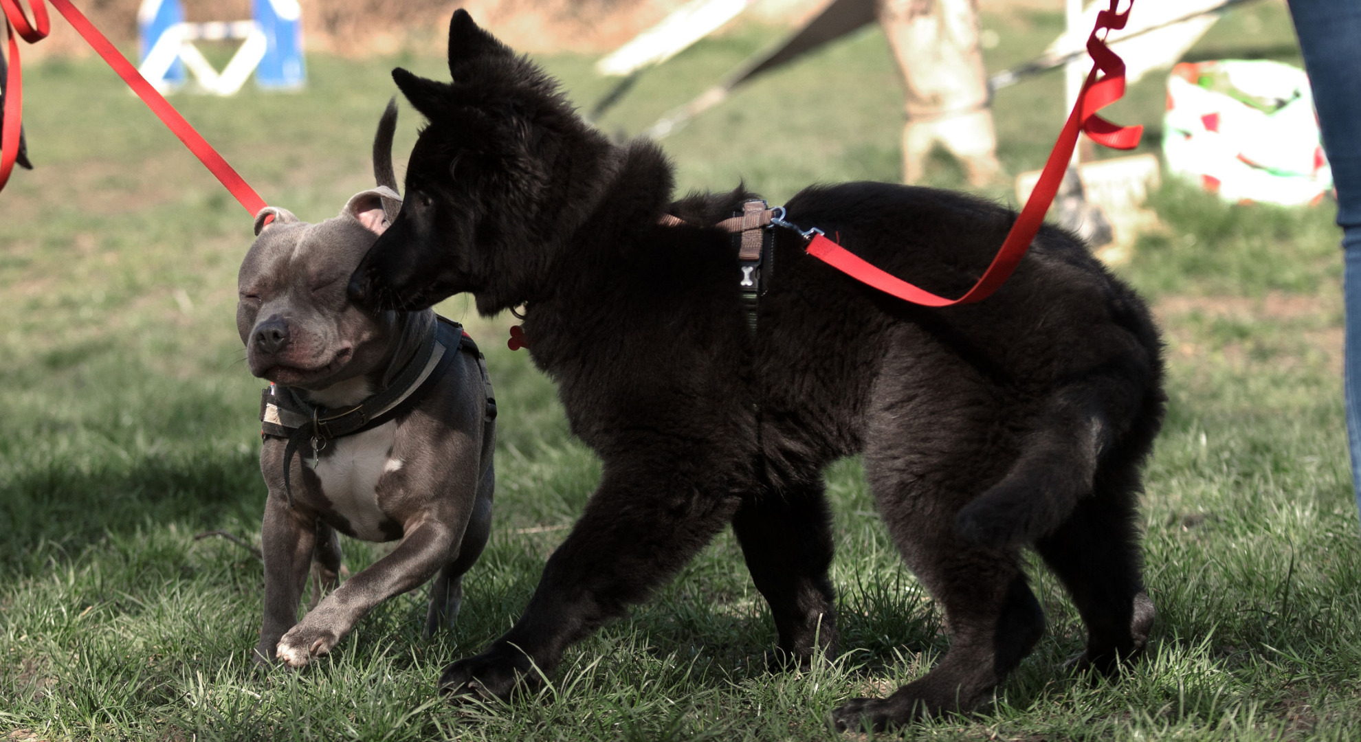 Puppy Academy Milton Keynes | Puppy Training & Socialisation Classes